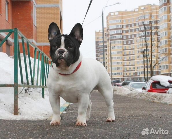 Щенок французского бульдога