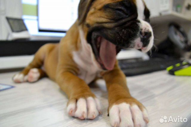 Щенки боксера девочки