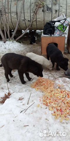 Щеночки в добрые руки