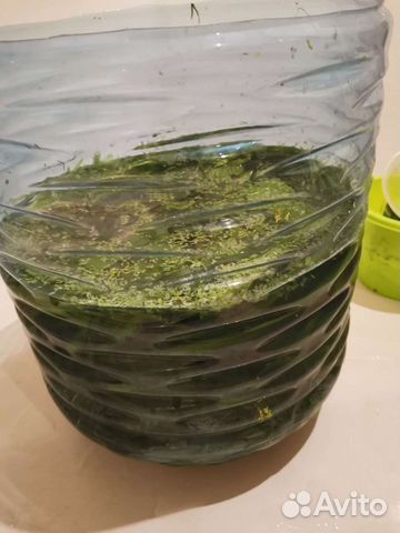 Валлиснерия прополка