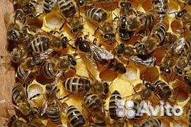 Зимовалые пчёлы (семья)