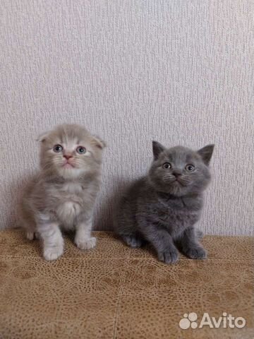Британские котята