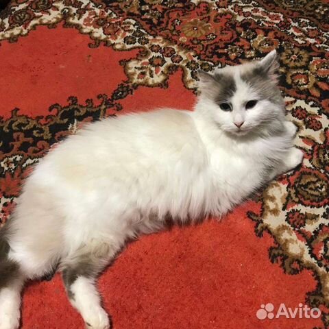 Молодая кошечка 9 месяцев в дар