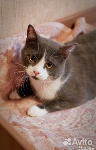 Плюшевый Котик в Хорошие Добрые Ручки