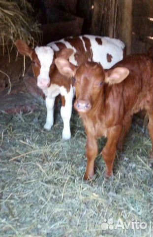 Телята месячные