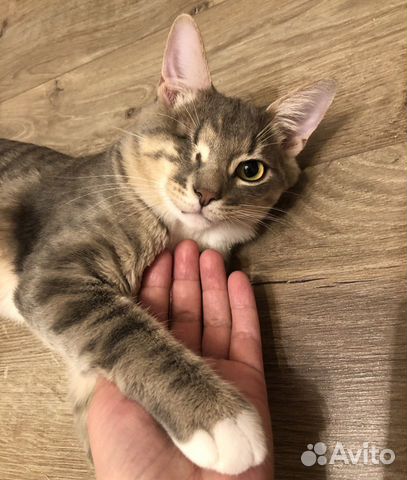 Котенок в добрые руки