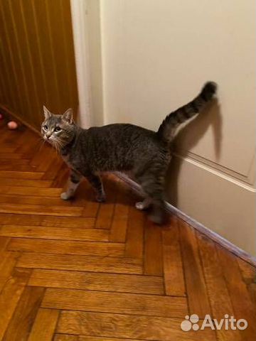 Кот ищет кошку