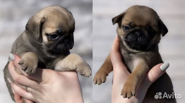 Щенки мопса