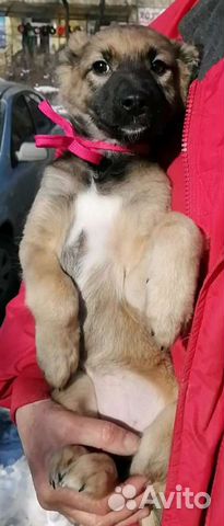 Щенок в добрые руки