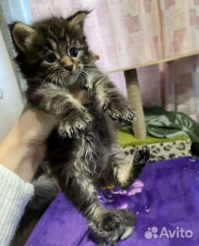 Пушистая детвора кунята