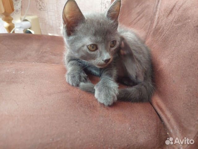 Русская голубая котёнок мальчик