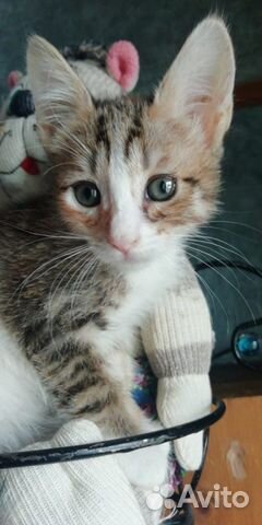 Котёнок кроха девочка трехцветка 2 мес