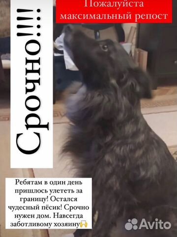 Джесси собака Маленькая. Не большая собака до коле