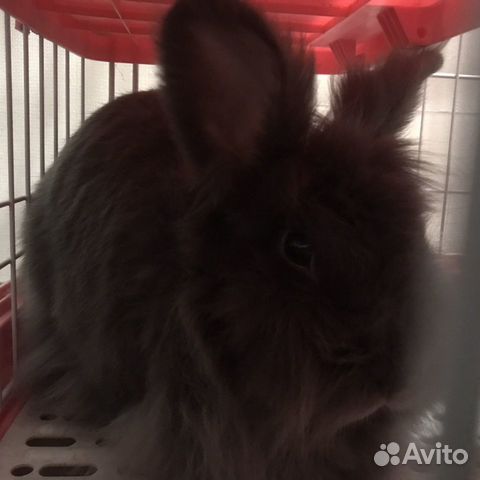 Декоративный заяц