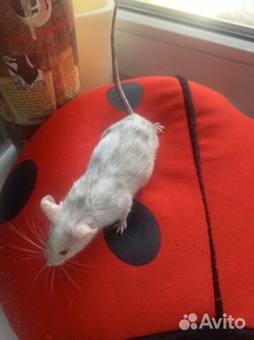 Мышка декоративная