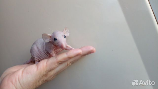 Малыши голые крысята сфинкс