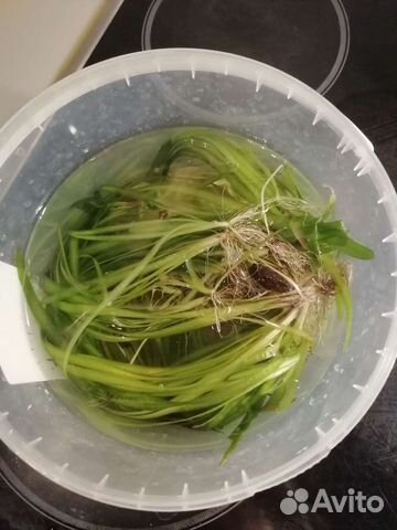 Валлиснерия прямая, для аквариума