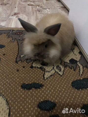 Кролик декоративный ангорский