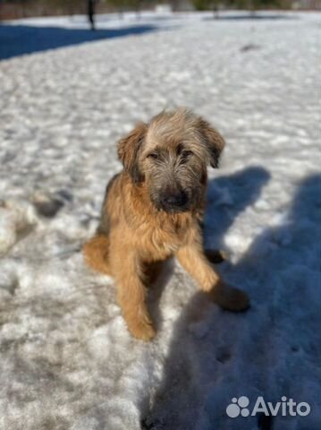 Щенок Свен в добрые руки