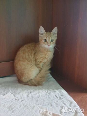 Кошечка в добрые руки