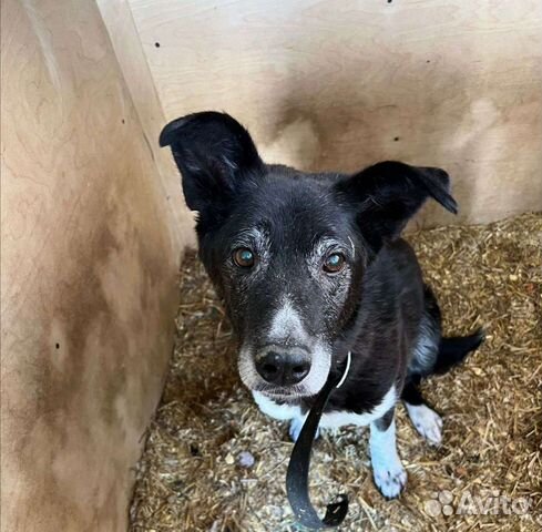 Особенная Жасмин ищет дом