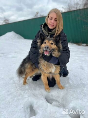 Маленькой собаке нужна семья