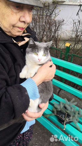 Молодая стерилизованная кошечка ищет дом