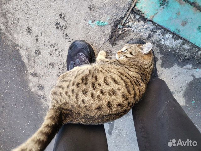 Ласкучая кошечка скумбрия
