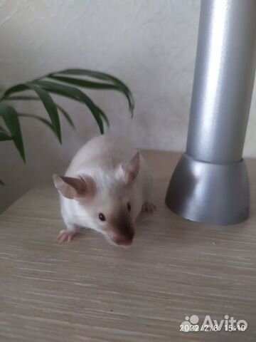Сиамские мышки
