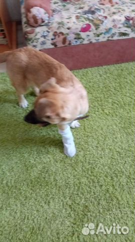 Пристраивается в добрые руки щенок 3,5 месяца, коб