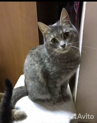 Котенок 6 месяцев