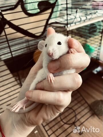 Крыски дамбо