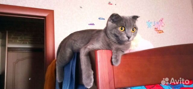 Шотландская вислоухая кошка бесплатно