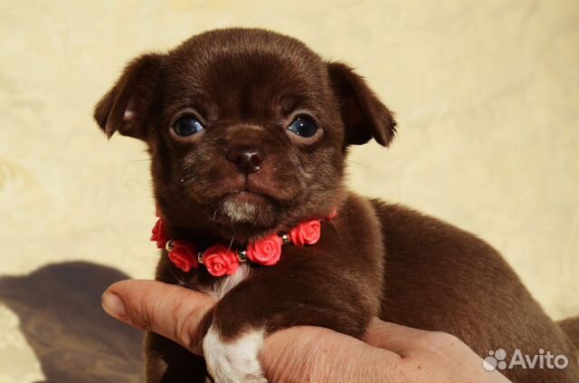 Чихуахуа девочка шоколад