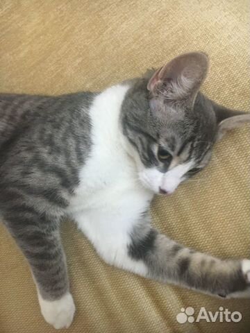 Кошечка в добрые руки