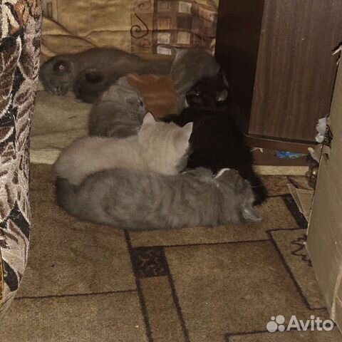 Котята в добрые руки