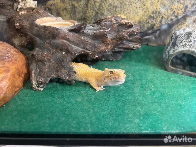 Геккон Эублефар