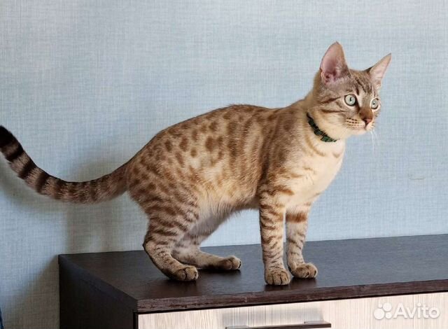 Красивая и харизматичная кошь