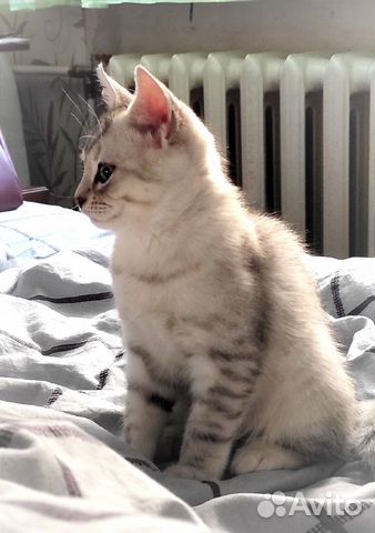 Британский котенок