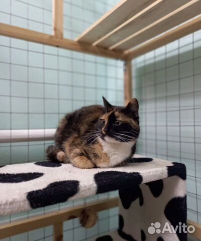 Кошка в надежные руки