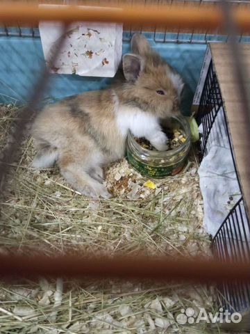 Декоративный кролик