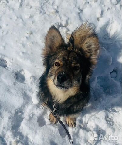 Пес Цезарь из приюта, 2 года