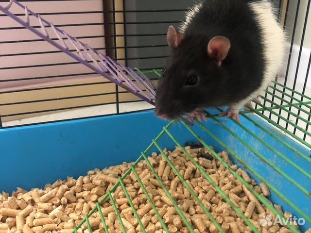 Крыса дамбо