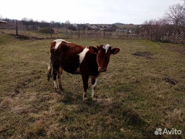 Тёлочка год и 2 месяца