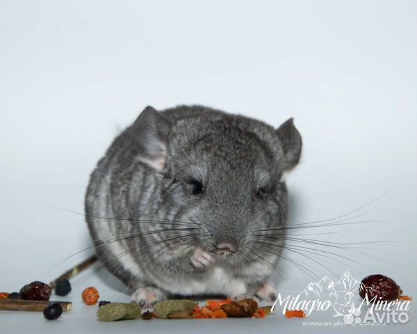 Шиншилленок девочка 2 мес Стандартная