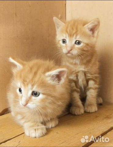 Котятки из помёта Лунные