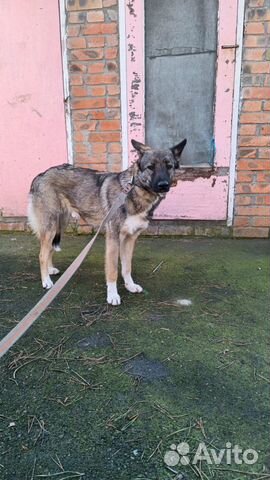 Собака Грейси ищет дом