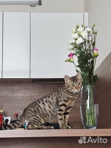 Котик подросток ищет дом