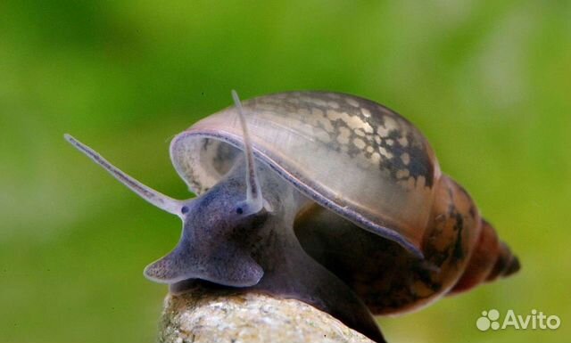 Улитка Физа чистильщик