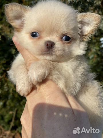 Чихуахуа жемчужная крошка